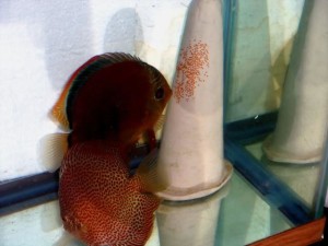 Breeding Basics – North American Discus Association