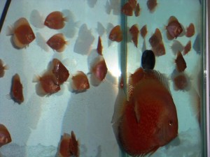 Breeding Basics – North American Discus Association