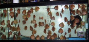 Breeding Basics – North American Discus Association