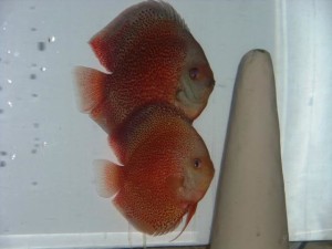 Breeding Basics – North American Discus Association