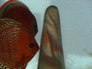 Breeding Basics – North American Discus Association