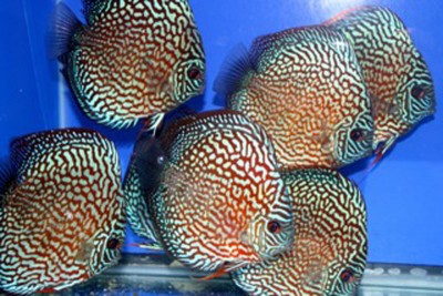 North American Discus Association