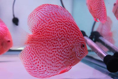 North American Discus Association