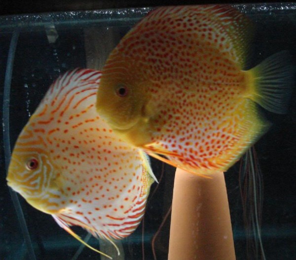 North American Discus Association