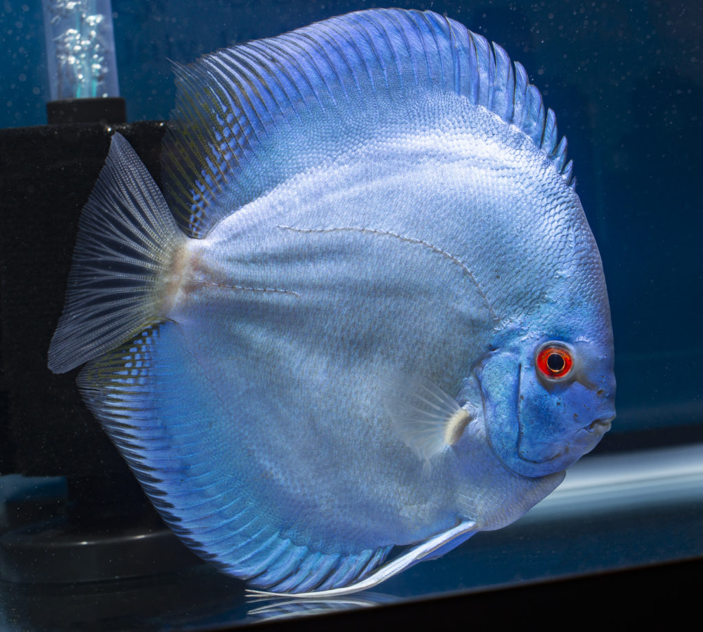 North American Discus Association