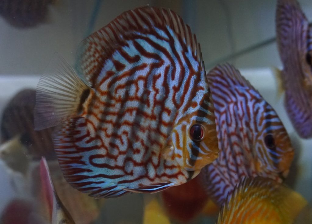 Shows – North American Discus Association