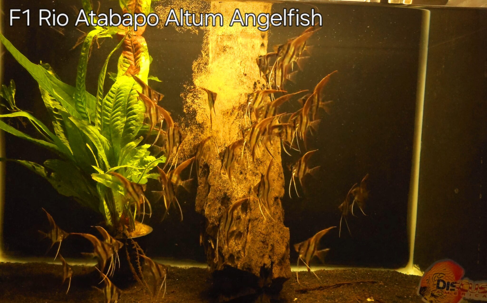 North American Discus Association