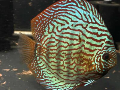 North American Discus Association