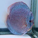 North American Discus Association