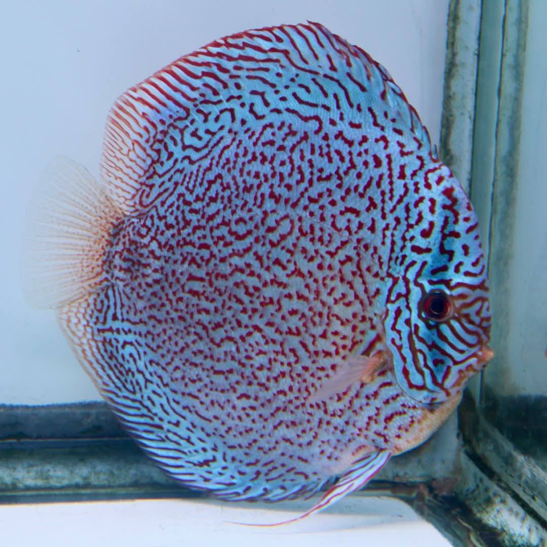 North American Discus Association