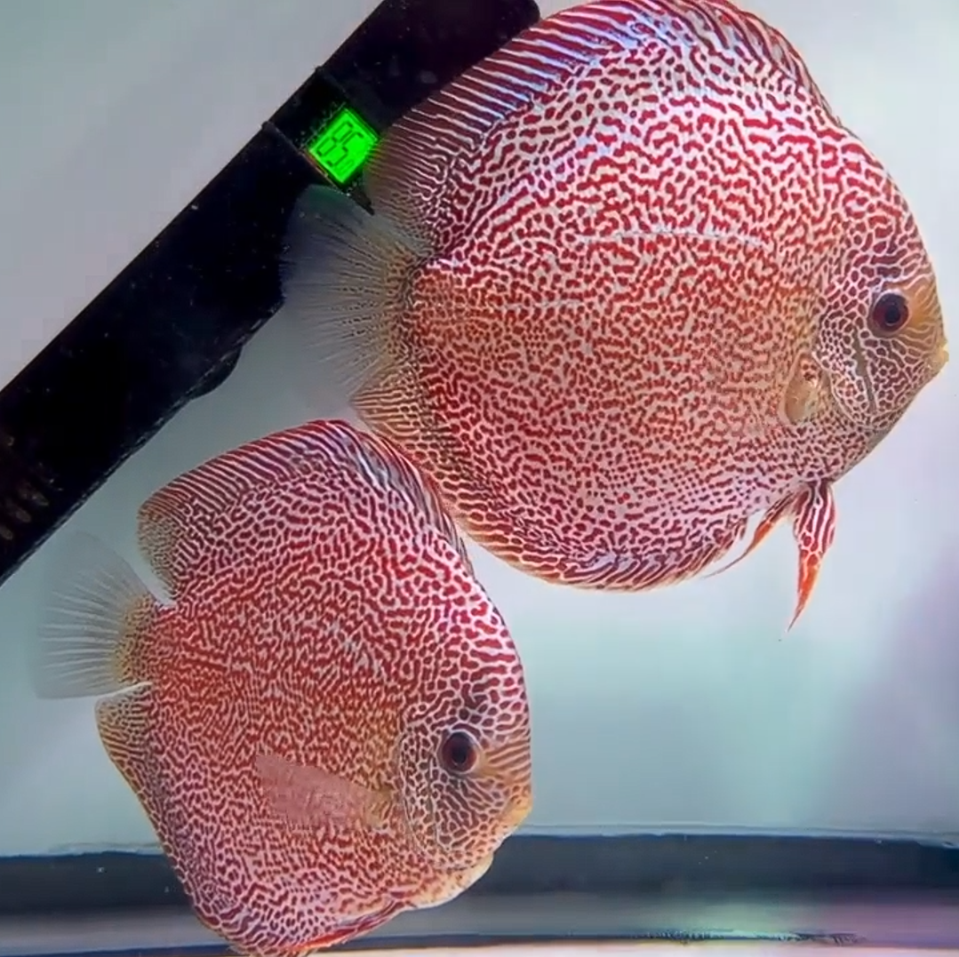 North American Discus Association