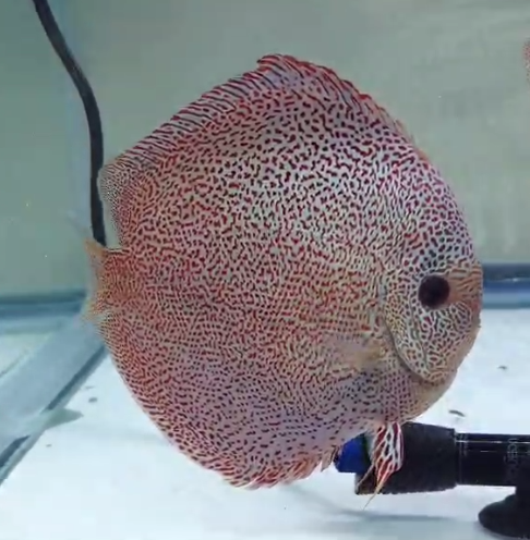 North American Discus Association